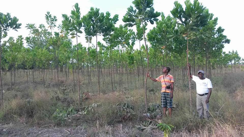 Projects – Reforest Africa